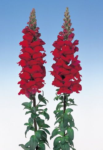 Snapdragon (Antirrhinum majus)