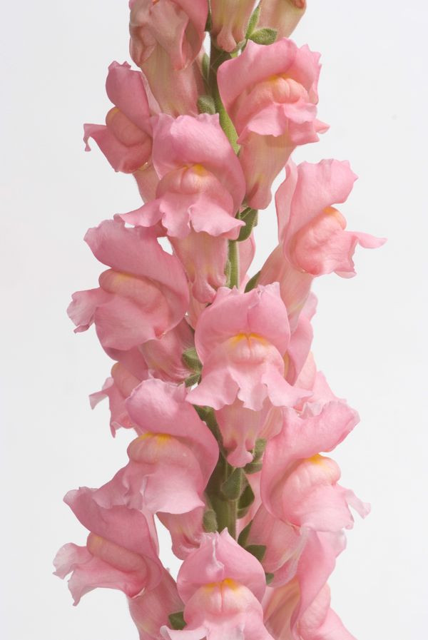 Snapdragon (Antirrhinum majus)