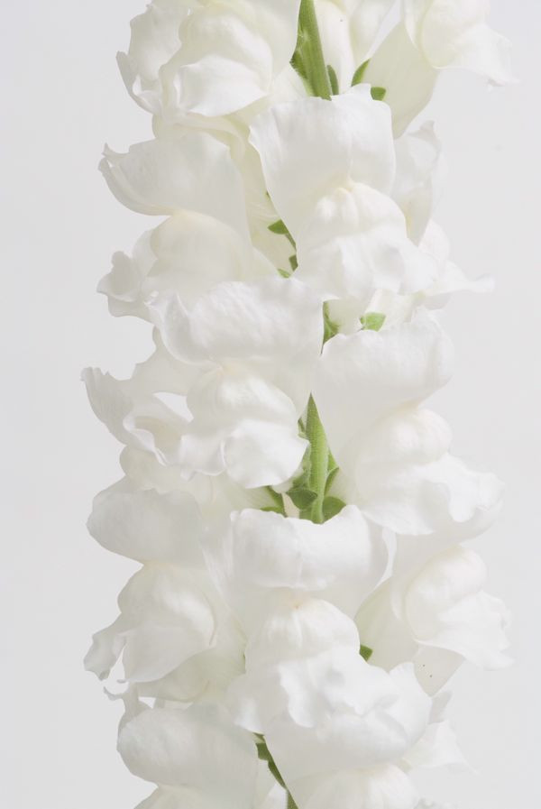 Snapdragon (Antirrhinum majus)