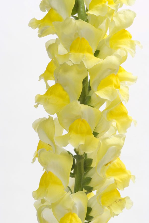 Snapdragon (Antirrhinum majus)