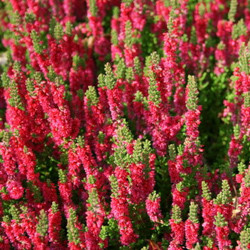 How to Grow and Care for Heaths and Heathers