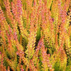 How to Grow and Care for Heaths and Heathers