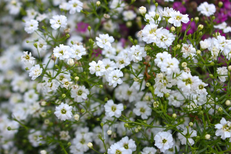 Baby's Breath: How to Grow and Care with Success