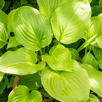 Hosta 'Waterslide' (Plantain Lily)