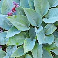 Hosta 'Waterslide' (Plantain Lily)