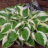 Hosta 'Waterslide' (Plantain Lily)
