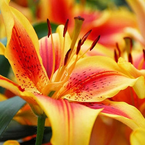 Lilium 'Arabian Knight' (Martagon Lily)