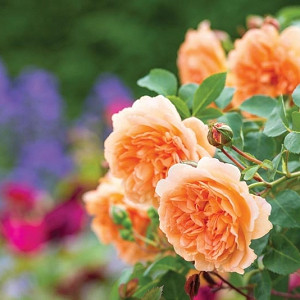 Rosa Sweet Juliet (English Rose)