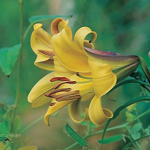 Lilium 'Arabian Knight' (Martagon Lily)