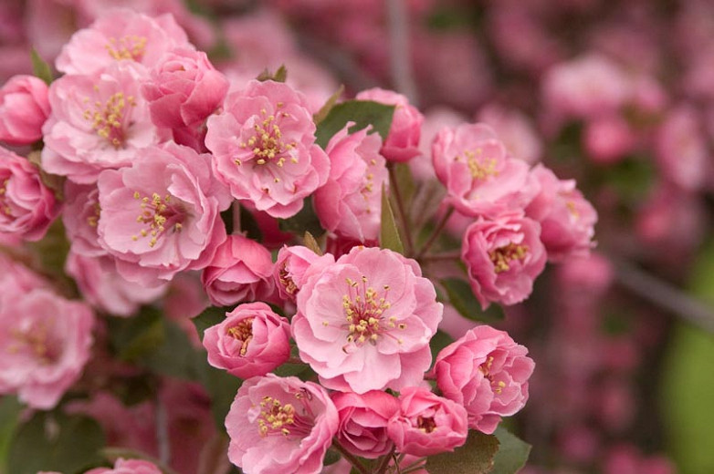 Best Flowering Crabapples for Southern Gardens