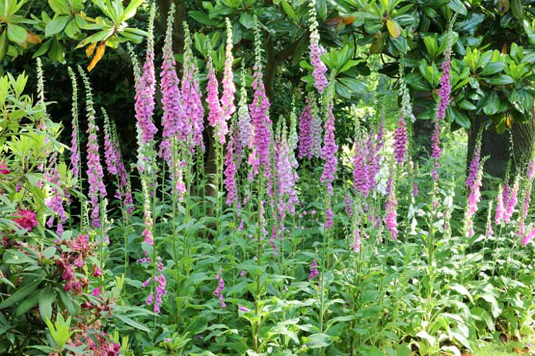 Foxglove: How to Grow and Care with Success