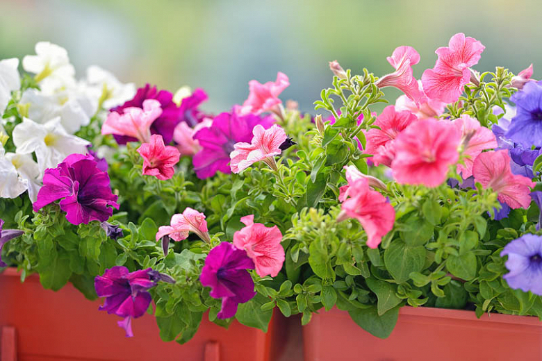 Annual flowers and Plants: Bursts of color all season!