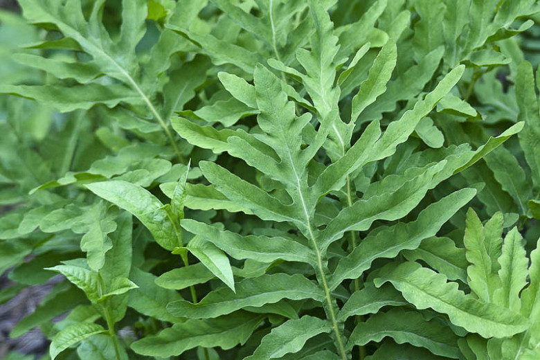 Recommended Native Ferns for Virginia's Eastern Shore