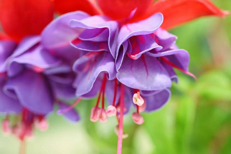 Standard Fuchsias: Terrific Focal Points Around The Garden
