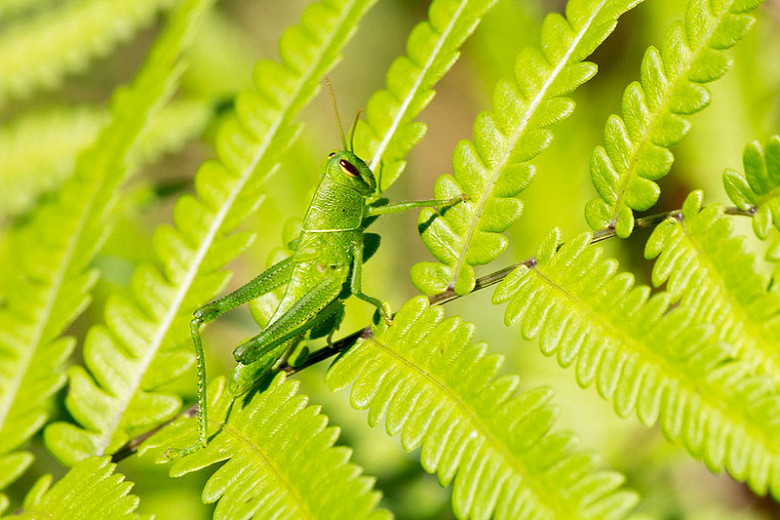 Recommended Native Ferns for North Carolina