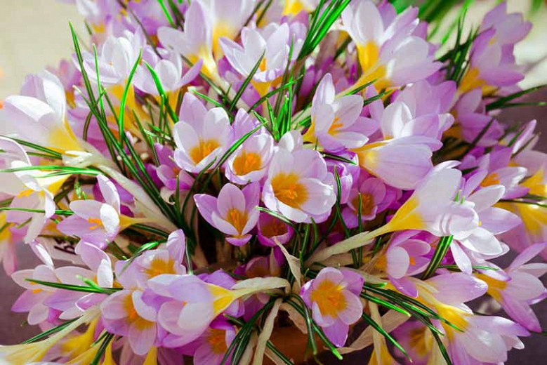 Fragrant Crocuses