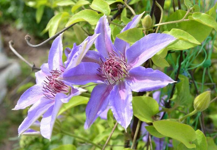 Clematis Types - Which one is yours?