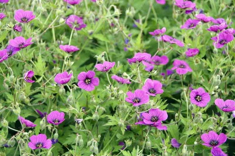 Long-Blooming Hardy Geraniums for your Garden