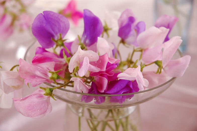 Most Fragrant Sweet Peas