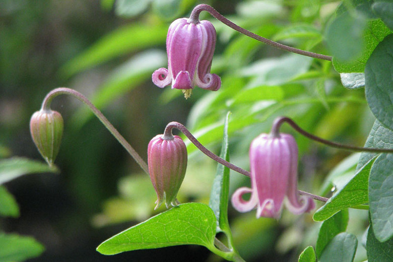 Recommended Native Vines for Virginia's Northern Piedmont Region