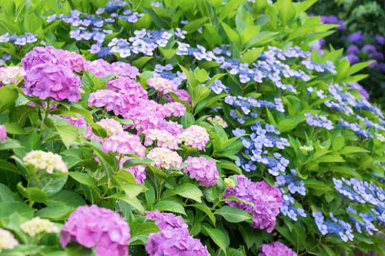 Hydrangea Types - Which one is yours?