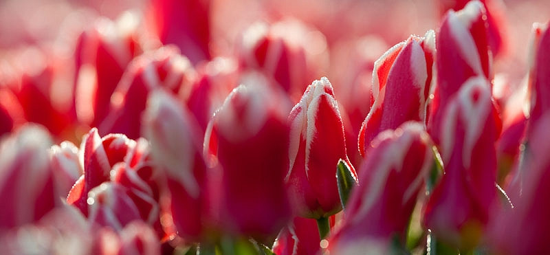 Best Spring Flowering Bulbs For Cold Climates