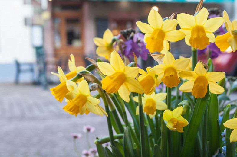 Best Daffodils For Your Garden and Containers