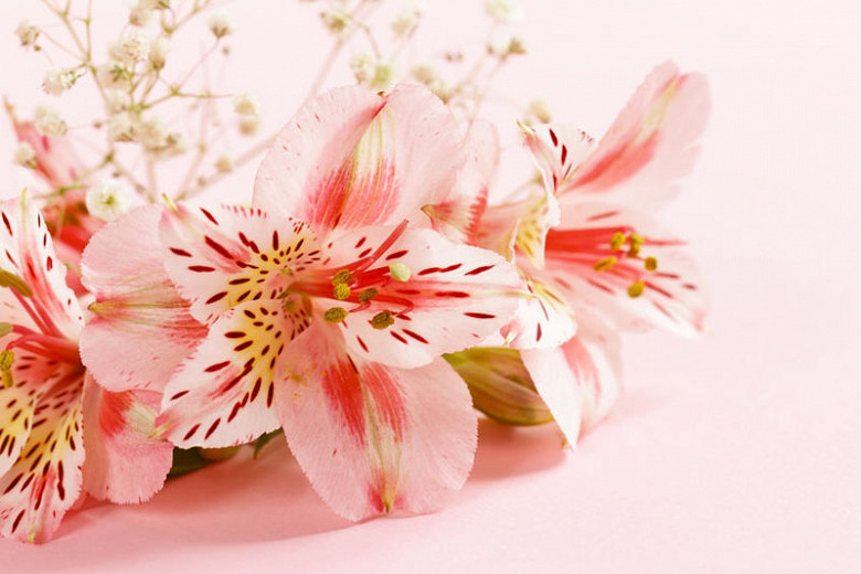 Learn How To Plant, Care and Grow Gorgeous Alstroemeria
