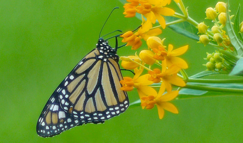 Monarch Nectar Plants for Rhode Island