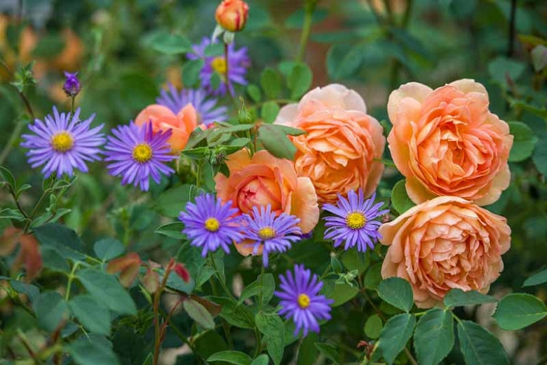 Best English Roses for Mixed Borders