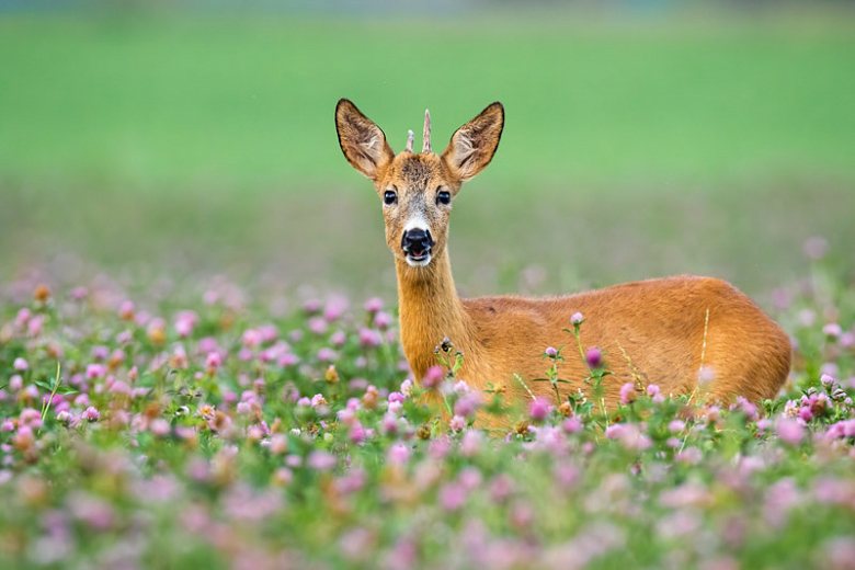12 Best Deer-Resistant Annual Flowers