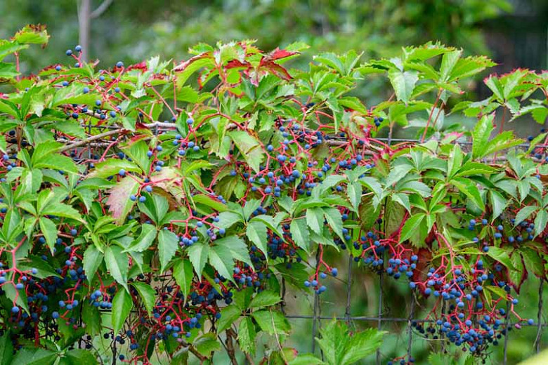 Recommended Native Vines for Virginia's Eastern Shore