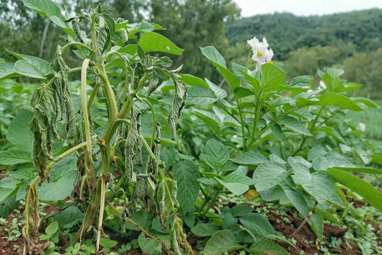 Bacterial Wilt: Identify, Prevent and Treat it