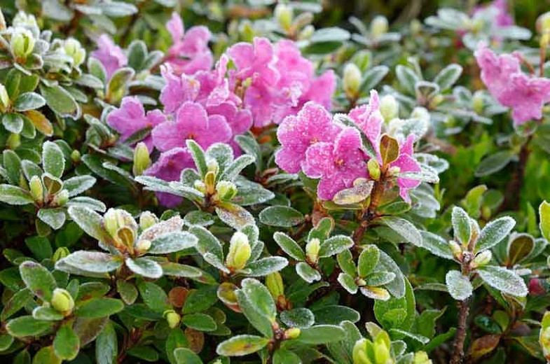 Hardiest Azaleas and Rhododendrons