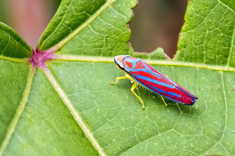 Leafhoppers Guide leafhoppers-guide