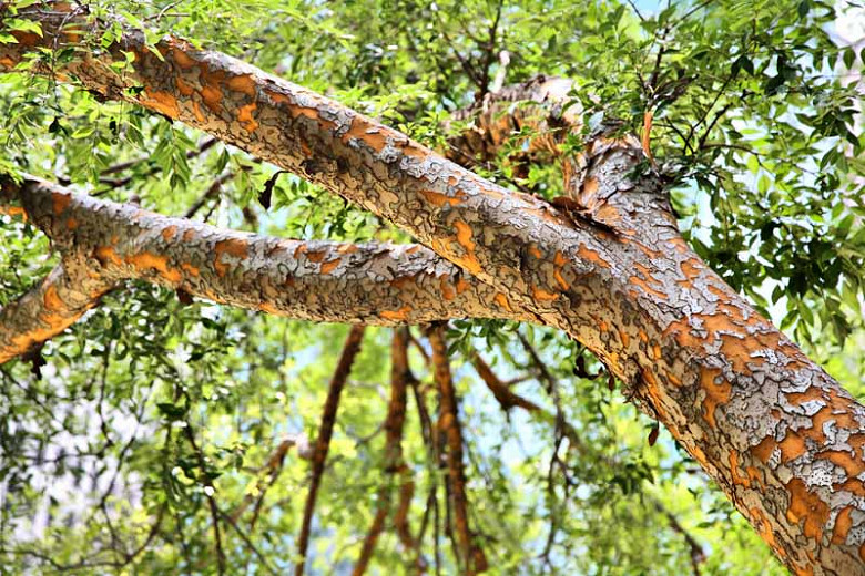 Native Plant Alternatives to Ulmus parvifolia (Chinese Elm)