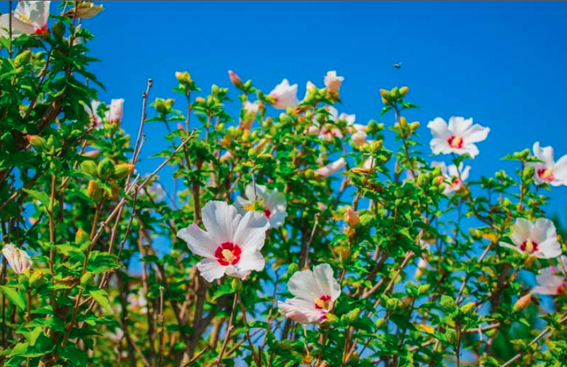 Hardy US Native Hibiscus to Grow