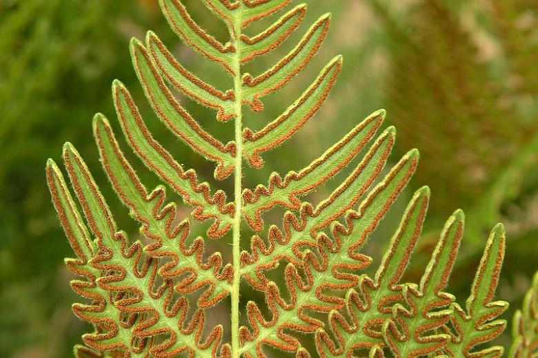 Recommended Native Ferns for Virginia's Capital Region