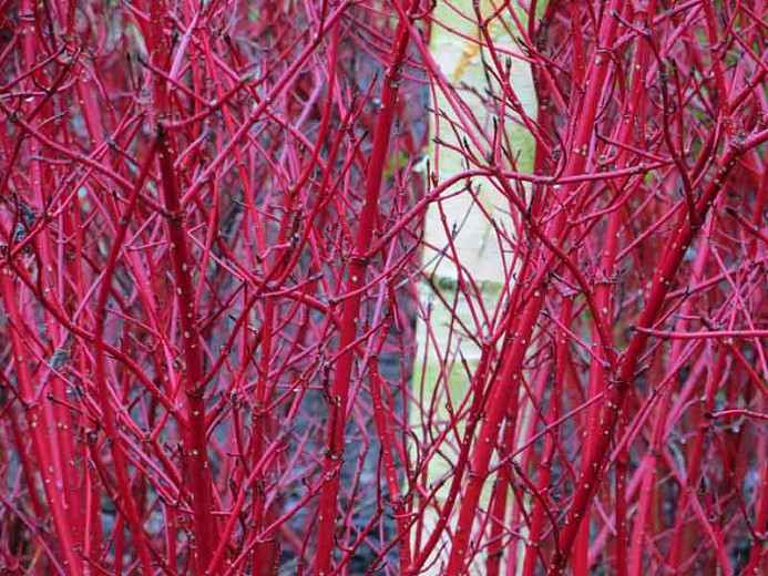 Shrubs and Trees with Colorful and Distinctive Twigs in Winter