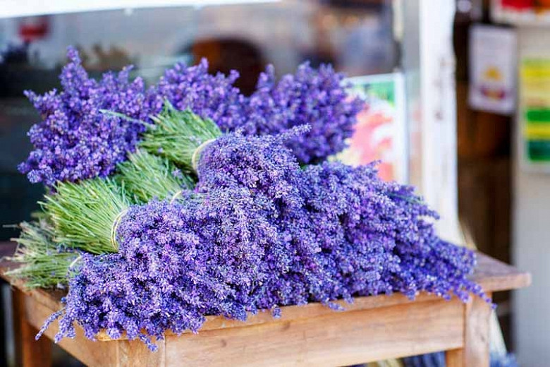 Lavandula x intermedia (Lavender)