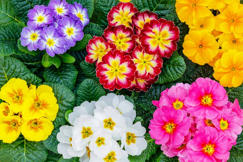 Primrose (Primula): How to Grow and Care with Success