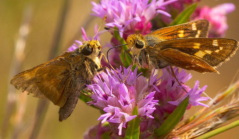 Great Pollinator Plants for New-York