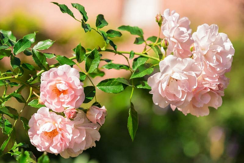 Pretty Climbing Roses for your Garden
