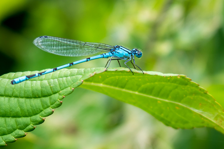 Damselflies Guide