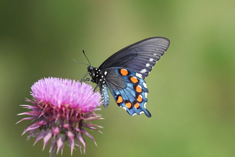 Nh Native Plants And Flowers | Best Flower Site