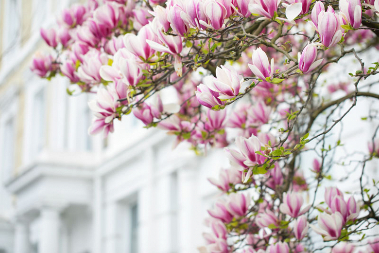 Magnolia Tree: How to Grow and Care with Success