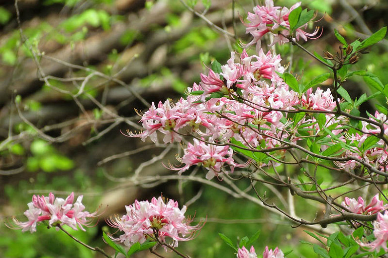 Great North American Shrubs for Sunny, Well-Drained Soils in New England