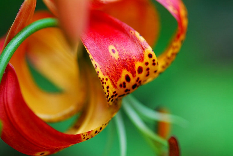 Species and Wild Lilies