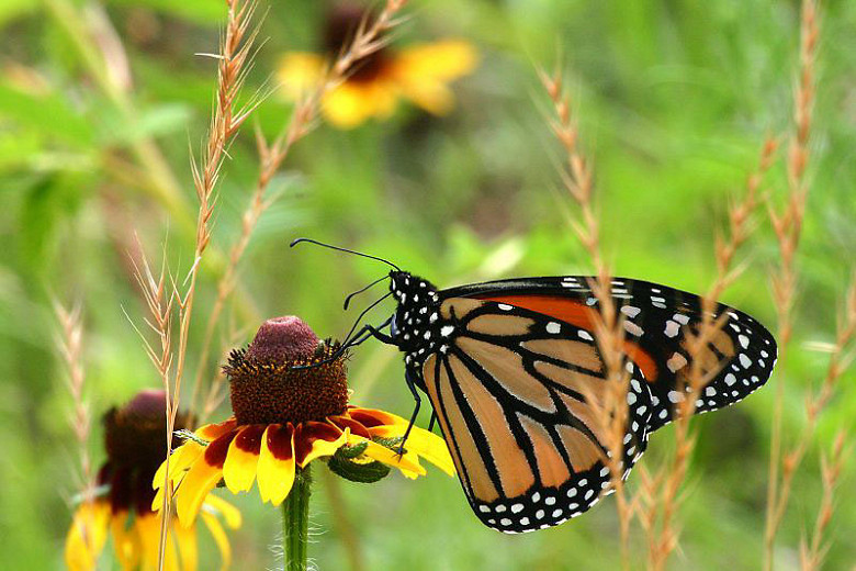 Monarch Nectar Plants for Connecticut