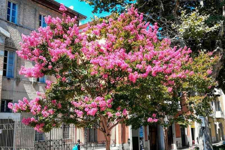 Native Plant Alternatives to Lagerstroemia indica (Crape Myrtle)